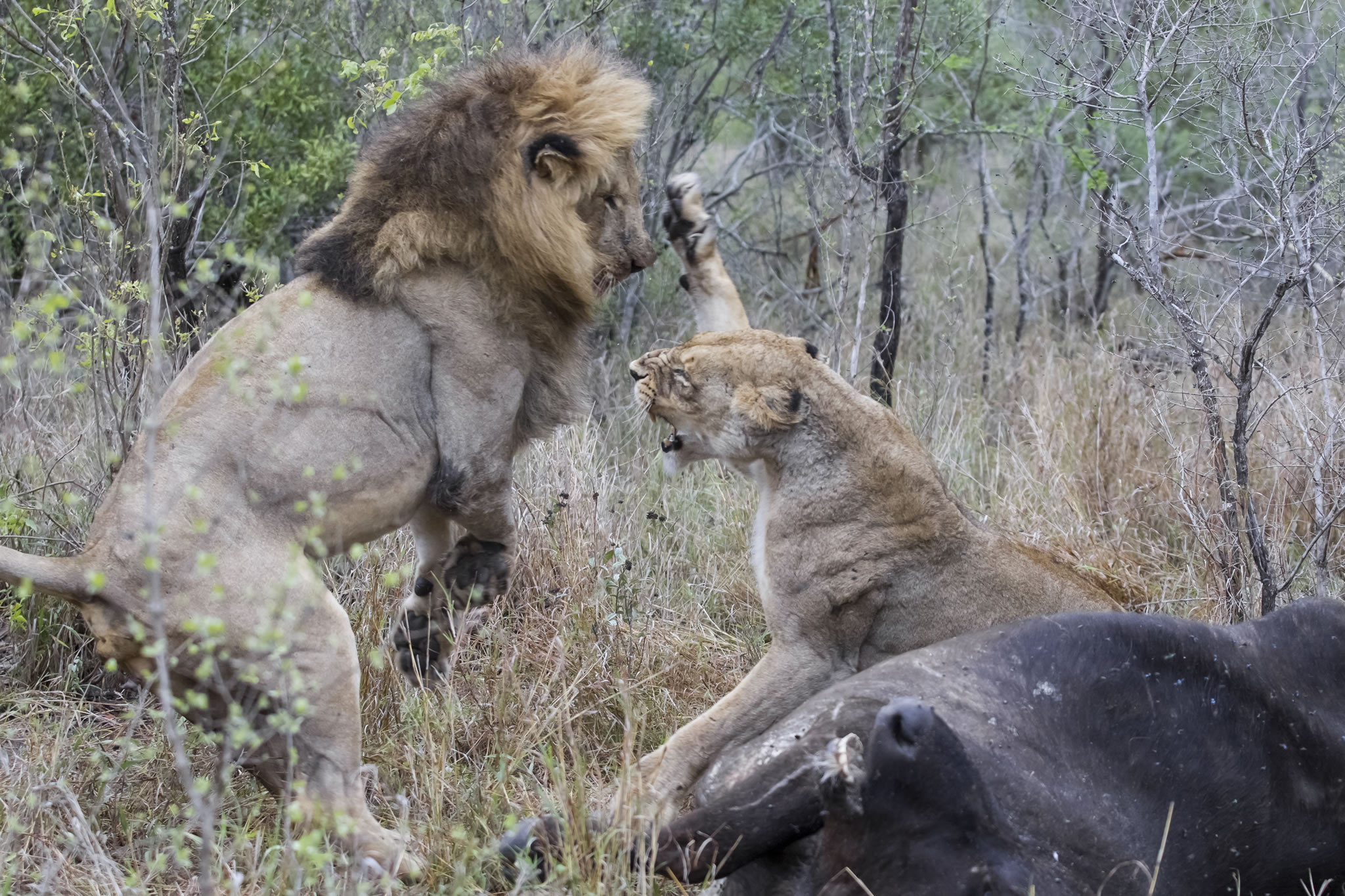 The Predators Safari in South Africa - Five Zero Safaris