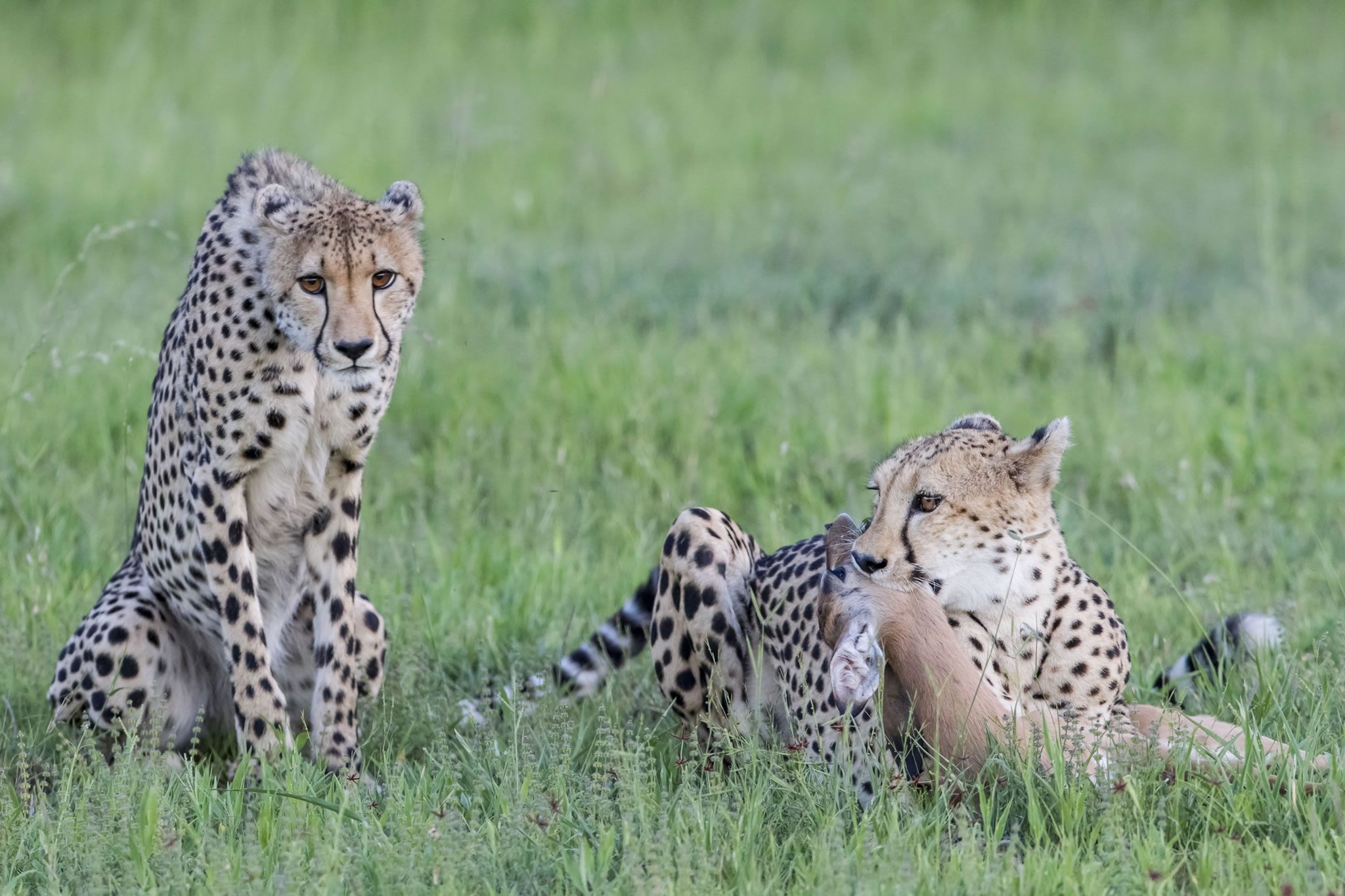 The Predators Safari in South Africa - Five Zero Safaris