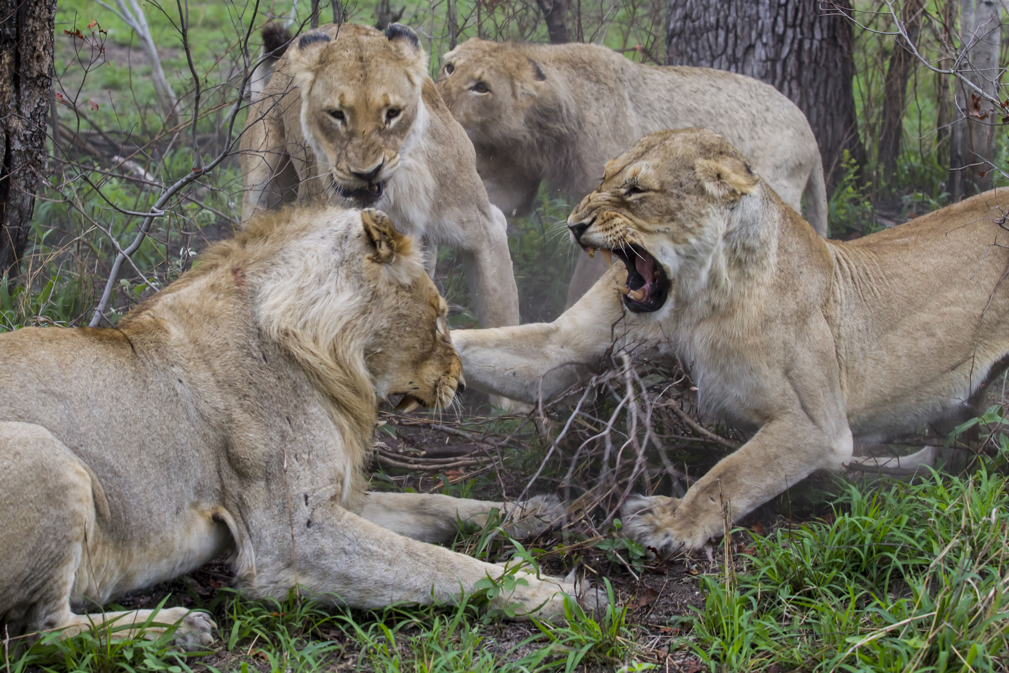 The Predators Safari in South Africa - Five Zero Safaris