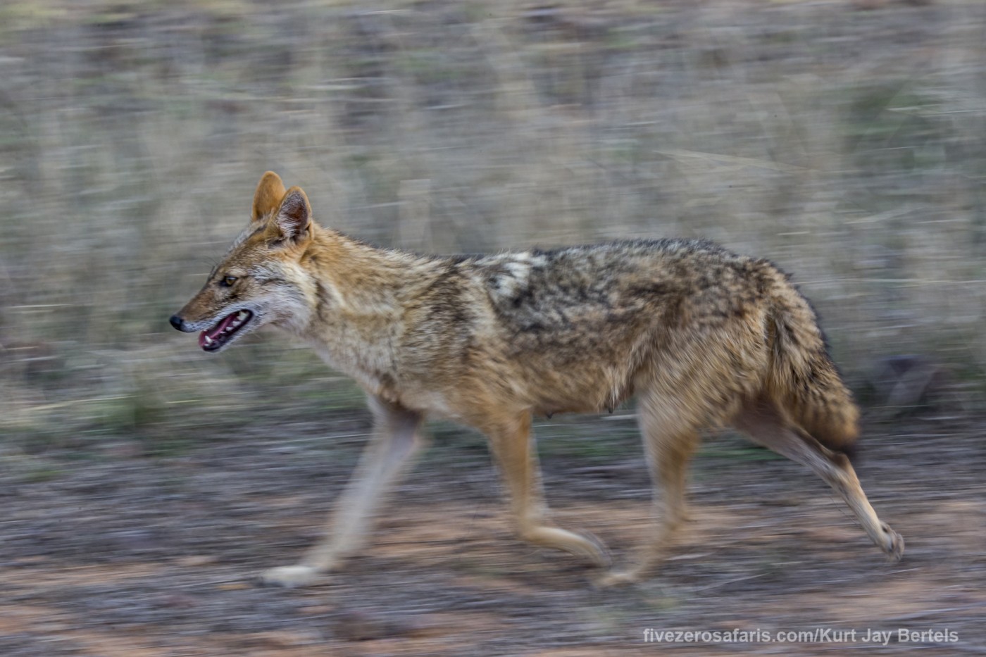 A golden jackal running past us - Five Zero Safaris