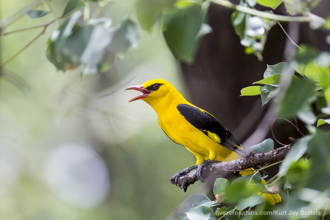 A beautiful eurasian golden oriole - Five Zero Safaris