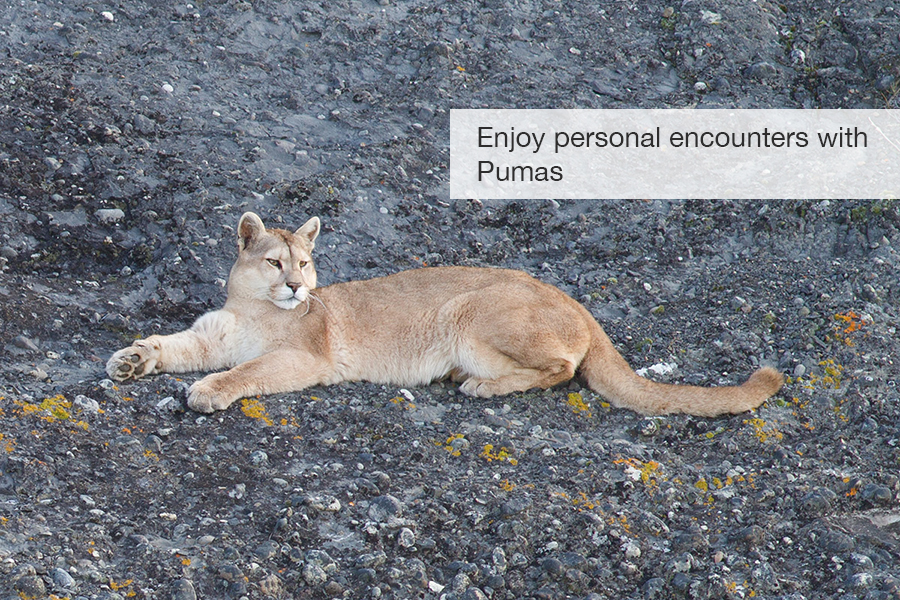 The Puma Safari in Chile - FiveZero Safaris - Exclusive