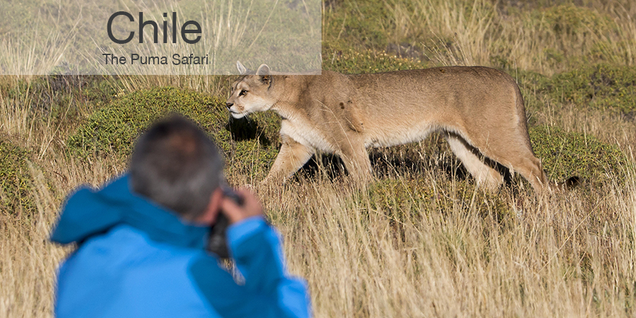 FiveZero Safaris, safari, Chile, puma, mountain lion - Five Zero Safaris